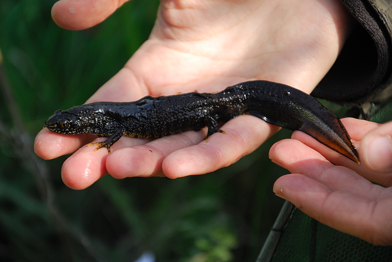 Les tritons crêtés se portent bien merci. – Life in Quarries